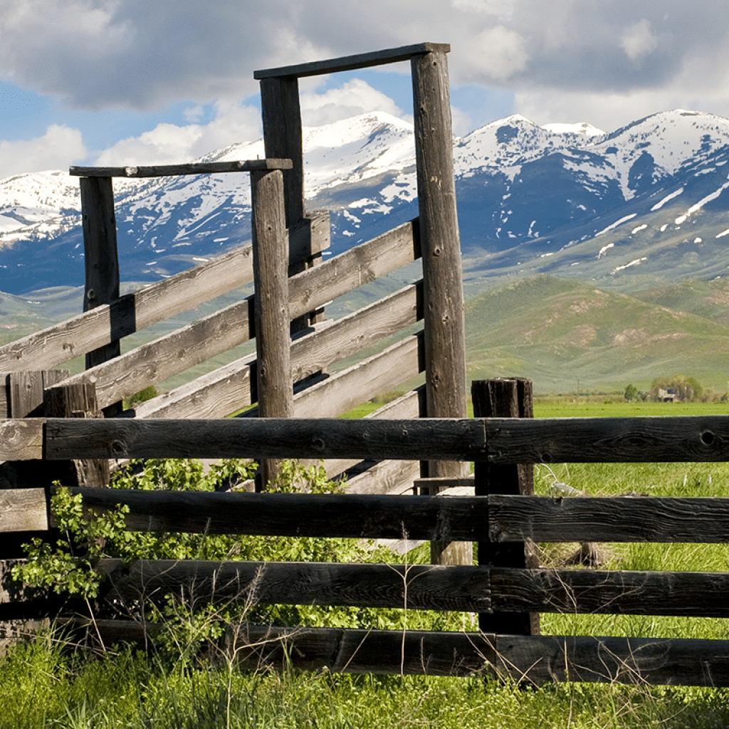 Load Out Header Large - High Plains Cattle Supply