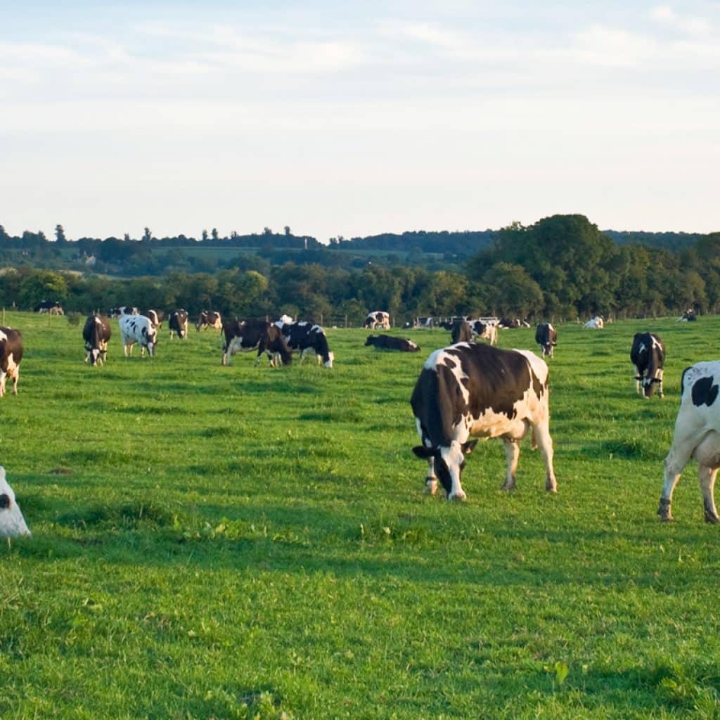 cattle-range-800 - High Plains Cattle Supply