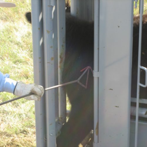 Neck panel - High Plains Cattle Supply