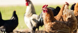 poultry-supplies - High Plains Cattle Supply