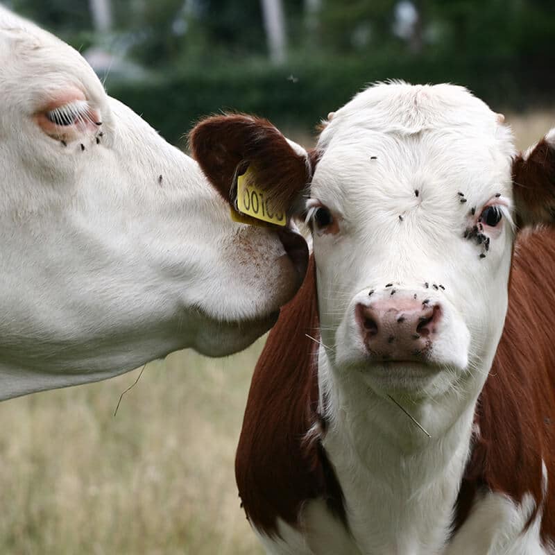 Home - High Plains Cattle Supply