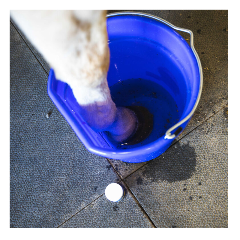 Vetericyn - Hoof Soak (30 gm) - High Plains Cattle Supply