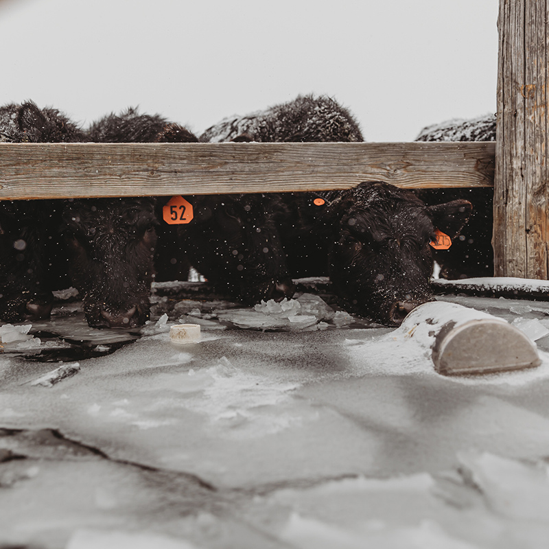 water-tank-floats - High Plains Cattle Supply