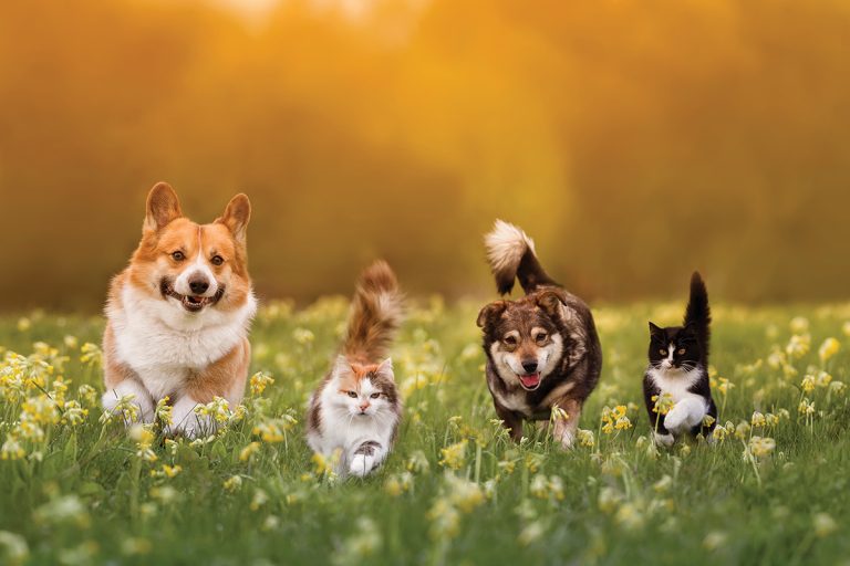 pet-supplies-1200 - High Plains Cattle Supply