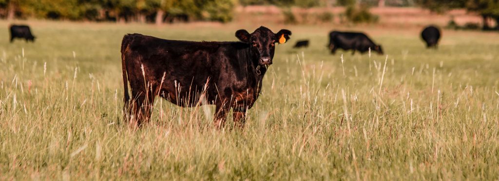 preconditioning-fall-calves - High Plains Cattle Supply