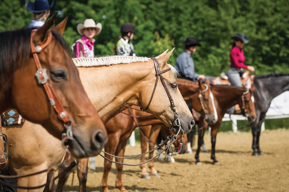 horse-tack-hardware-bop-grid - High Plains Cattle Supply